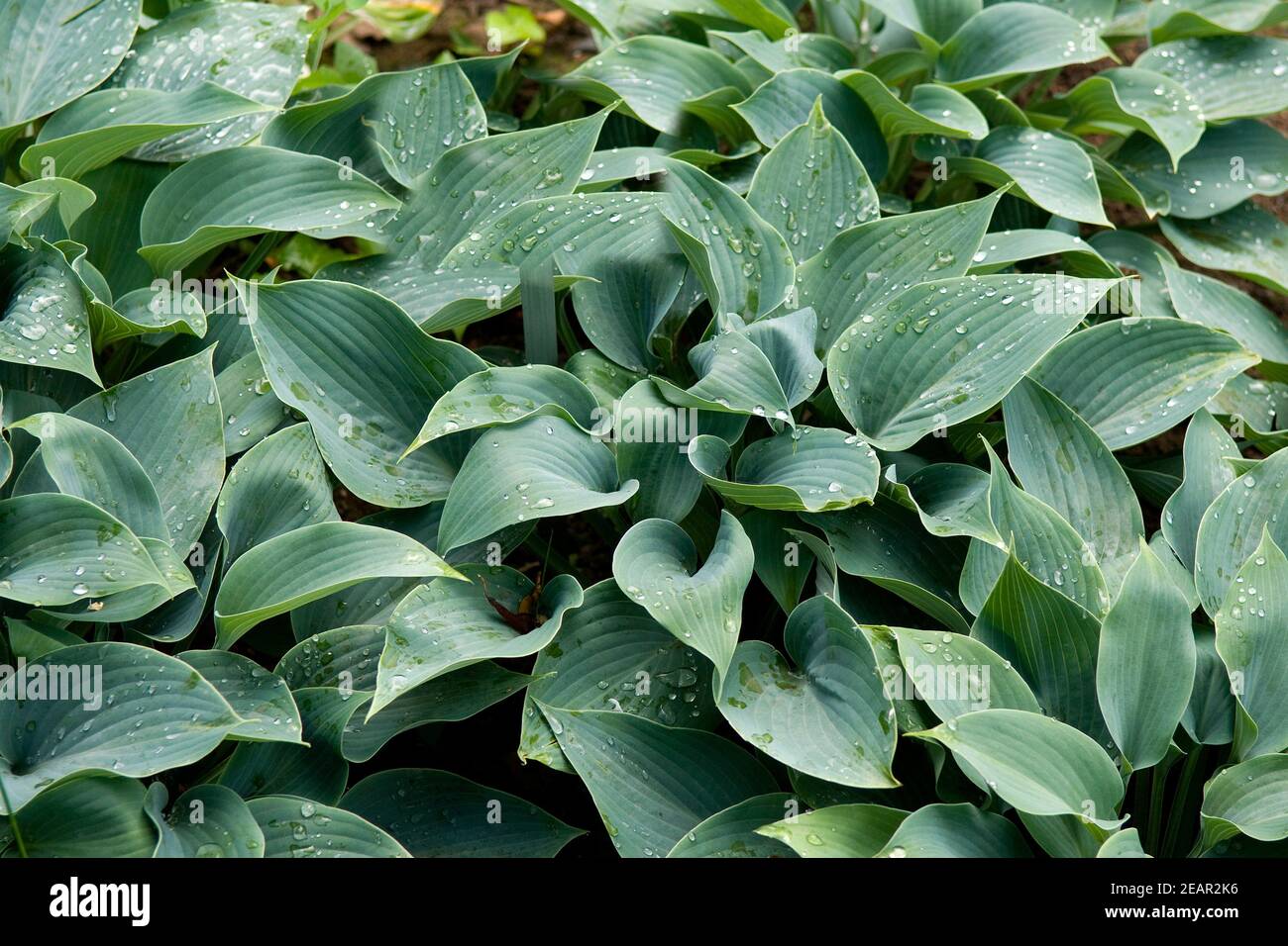 Funkie, Hosta x tardiana, Halcyon Stock Photo - Alamy