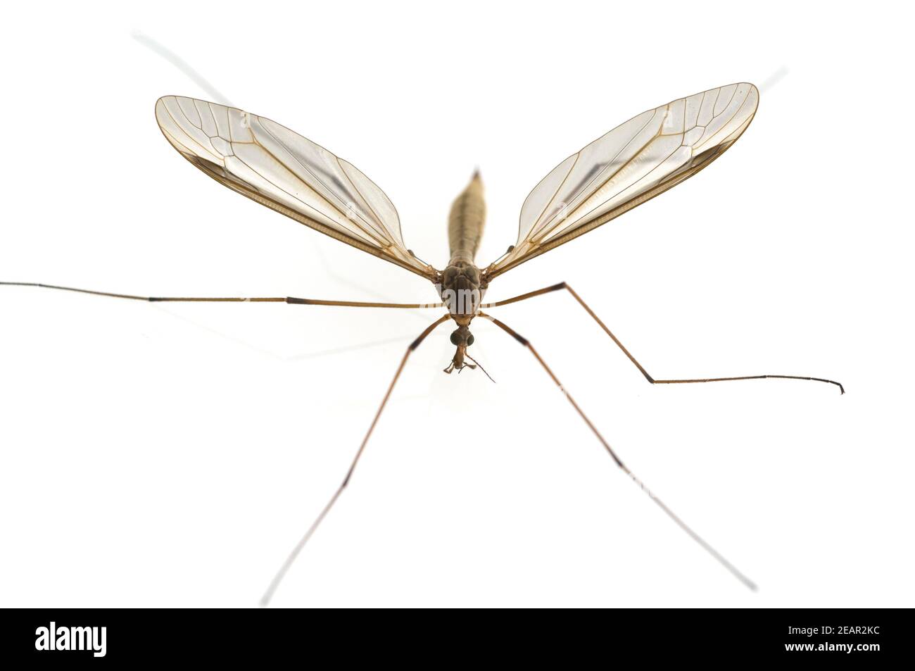 Insects tipulidae hi-res stock photography and images - Alamy