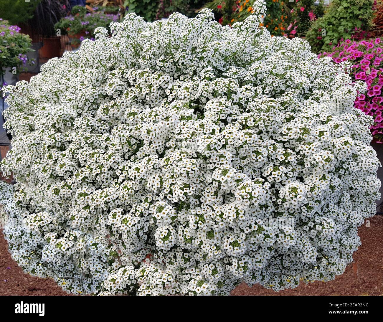 Duftsteinrich Lobularia maritima Stream White Stock Photo - Alamy