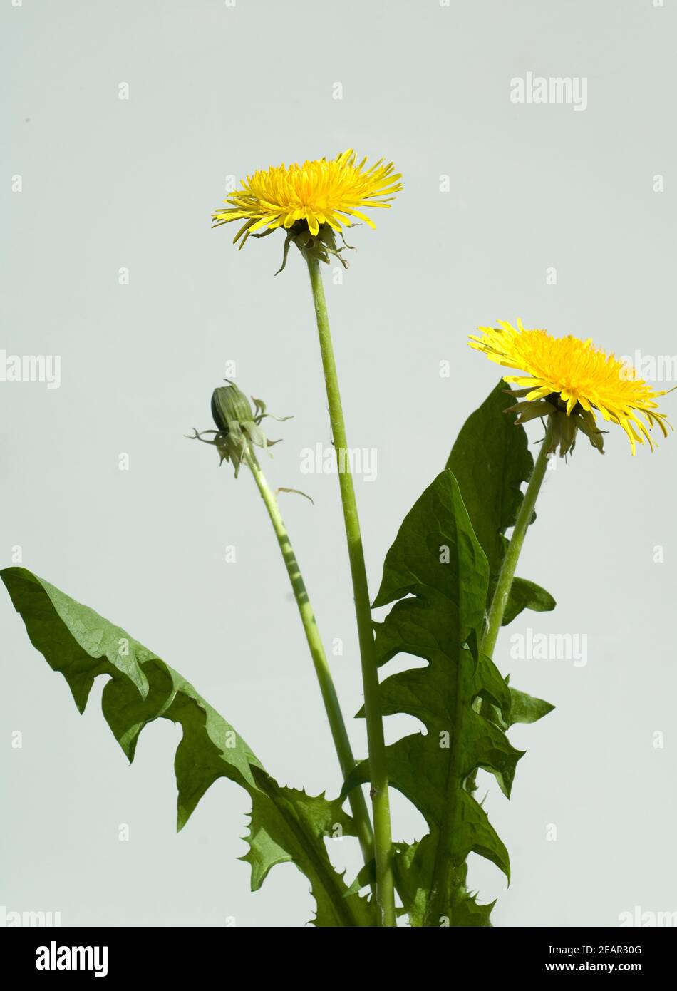 Loewenzahn Taraxacum officinale Pusteblume Stock Photo - Alamy