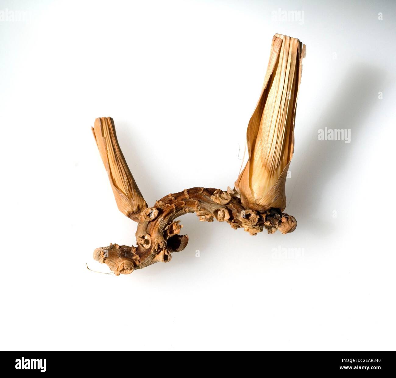 Galgantwurzel hi-res stock photography and images - Alamy