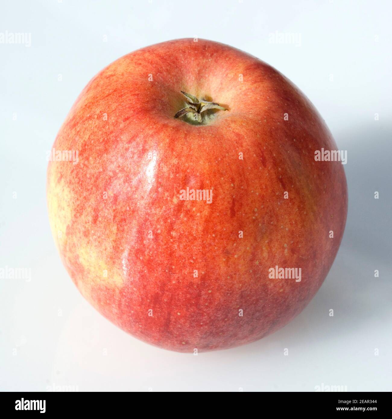 Gala Apfel Malus domestica Stock Photo - Alamy
