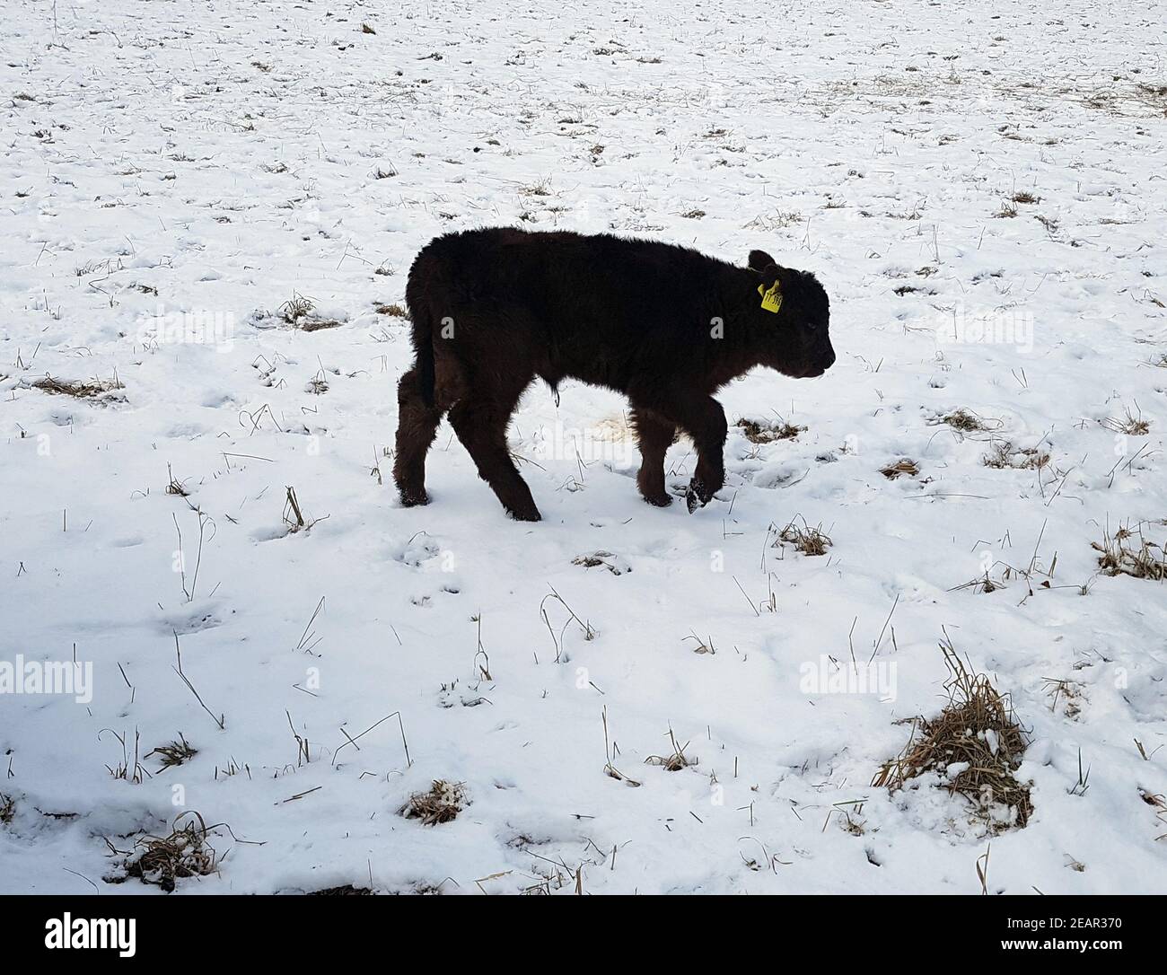 Galloways, Rinder, Winter Stock Photo - Alamy