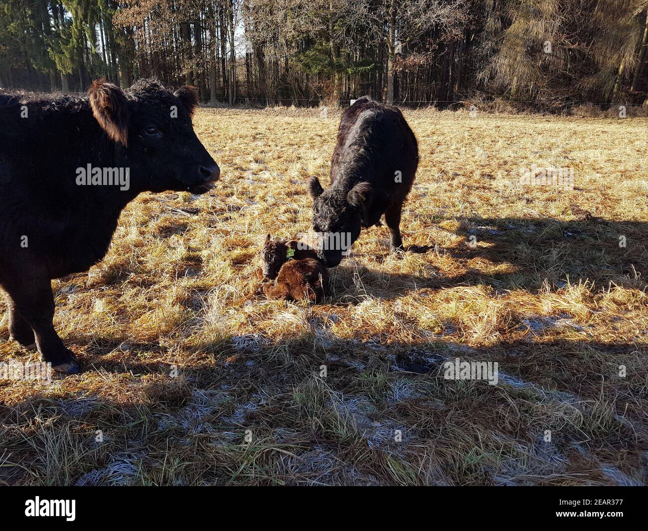 Galloways, Rinder, Winter Stock Photo - Alamy