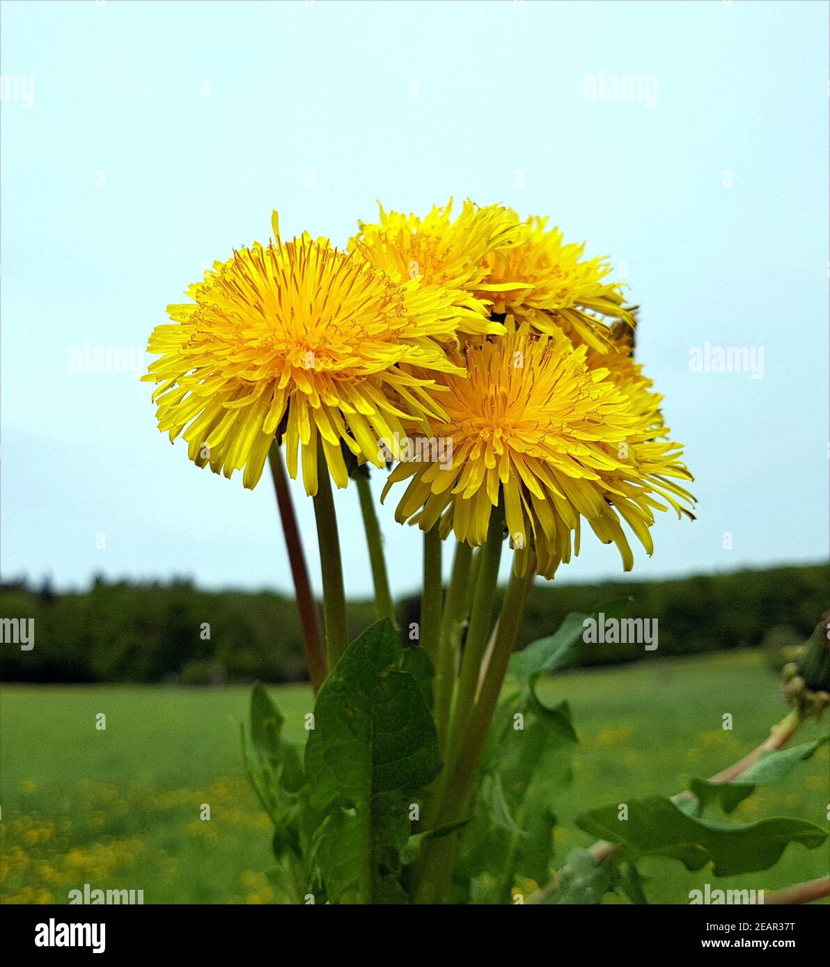 Loewenzahn, Taraxacum, officinale Stock Photo - Alamy