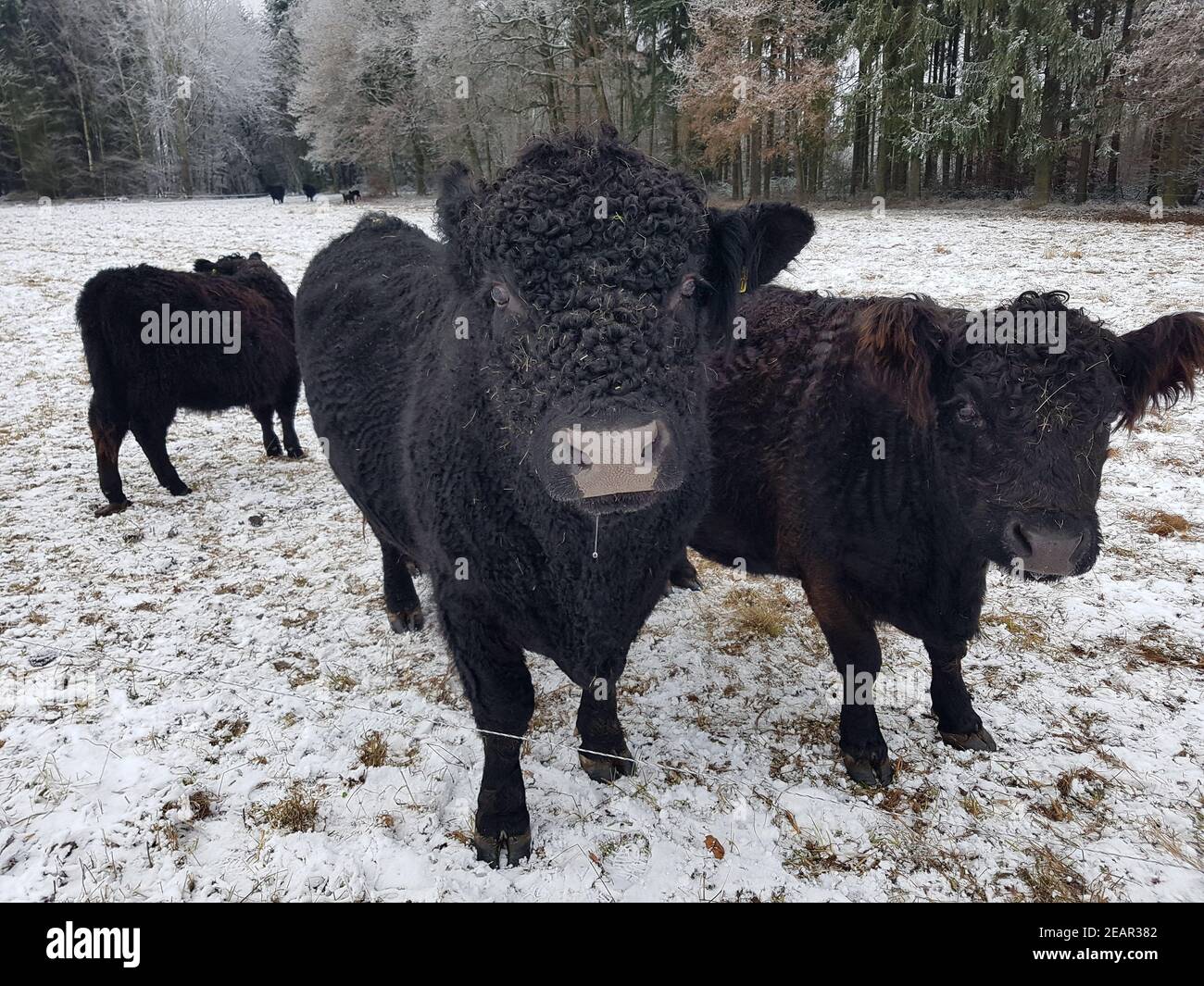 Galloways, Rinder, Winter Stock Photo - Alamy