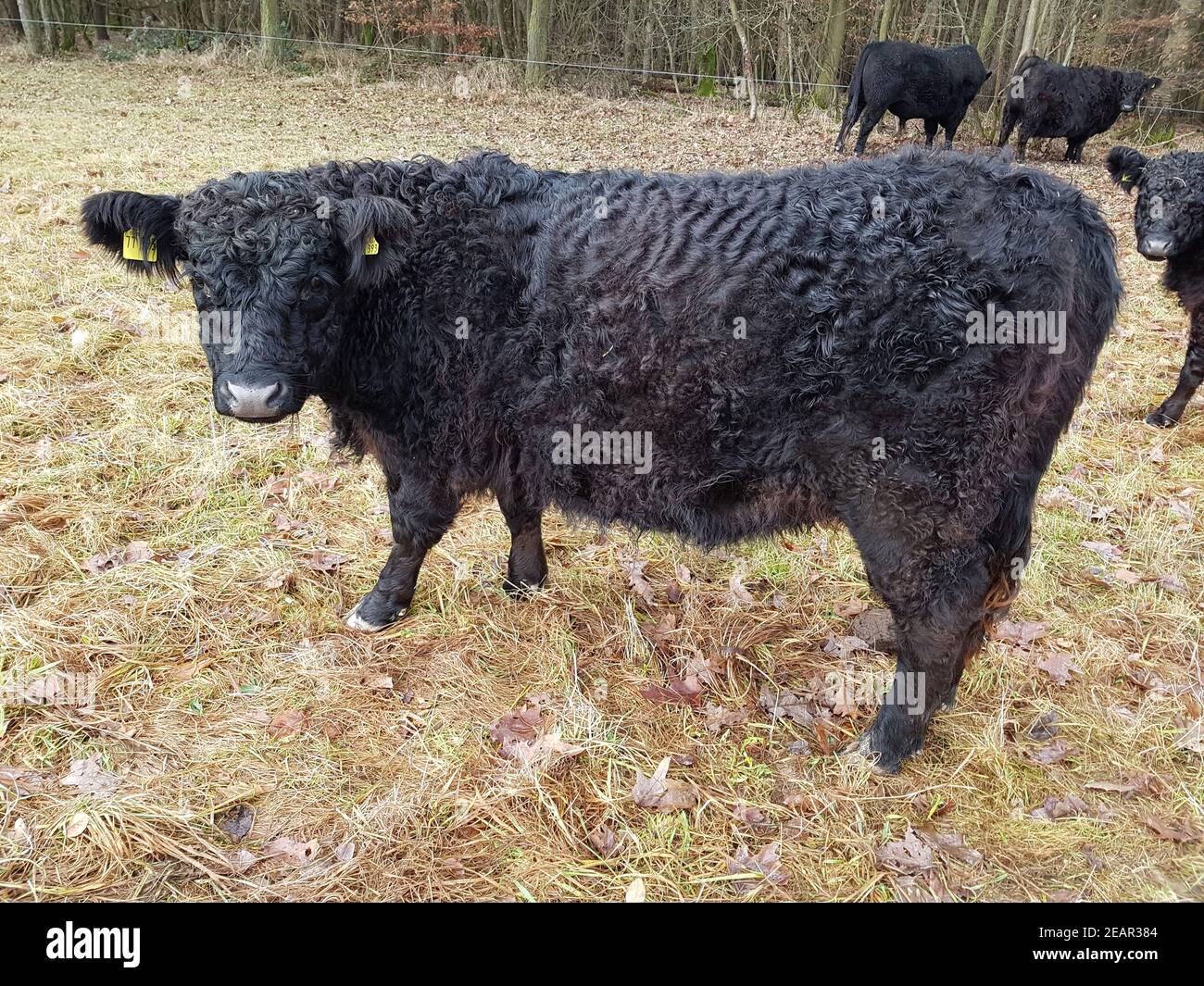 Galloways, Rinder, Winter Stock Photo - Alamy
