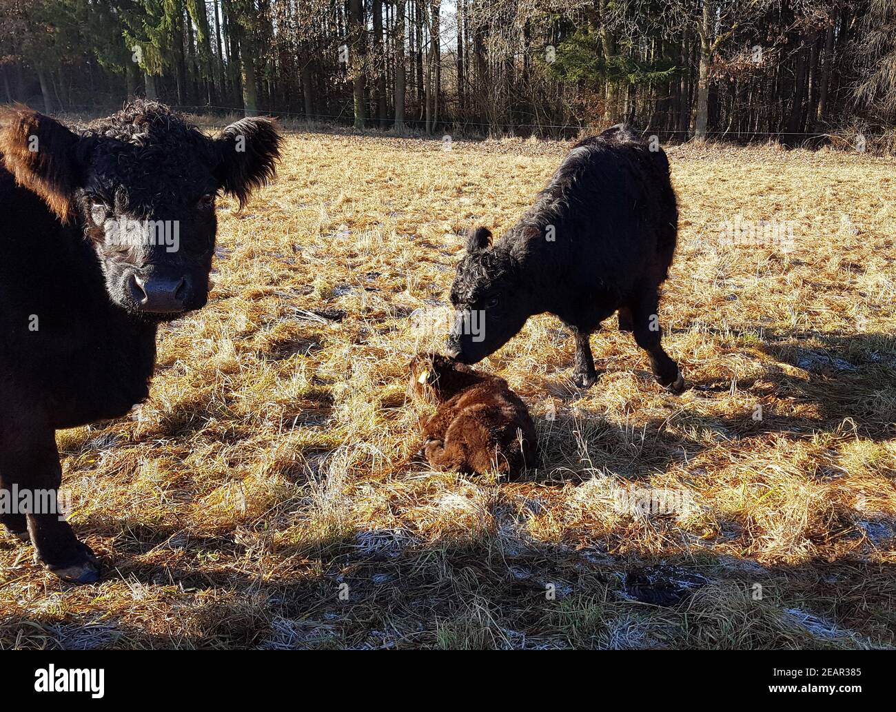 Galloways, Rinder, Winter Stock Photo - Alamy