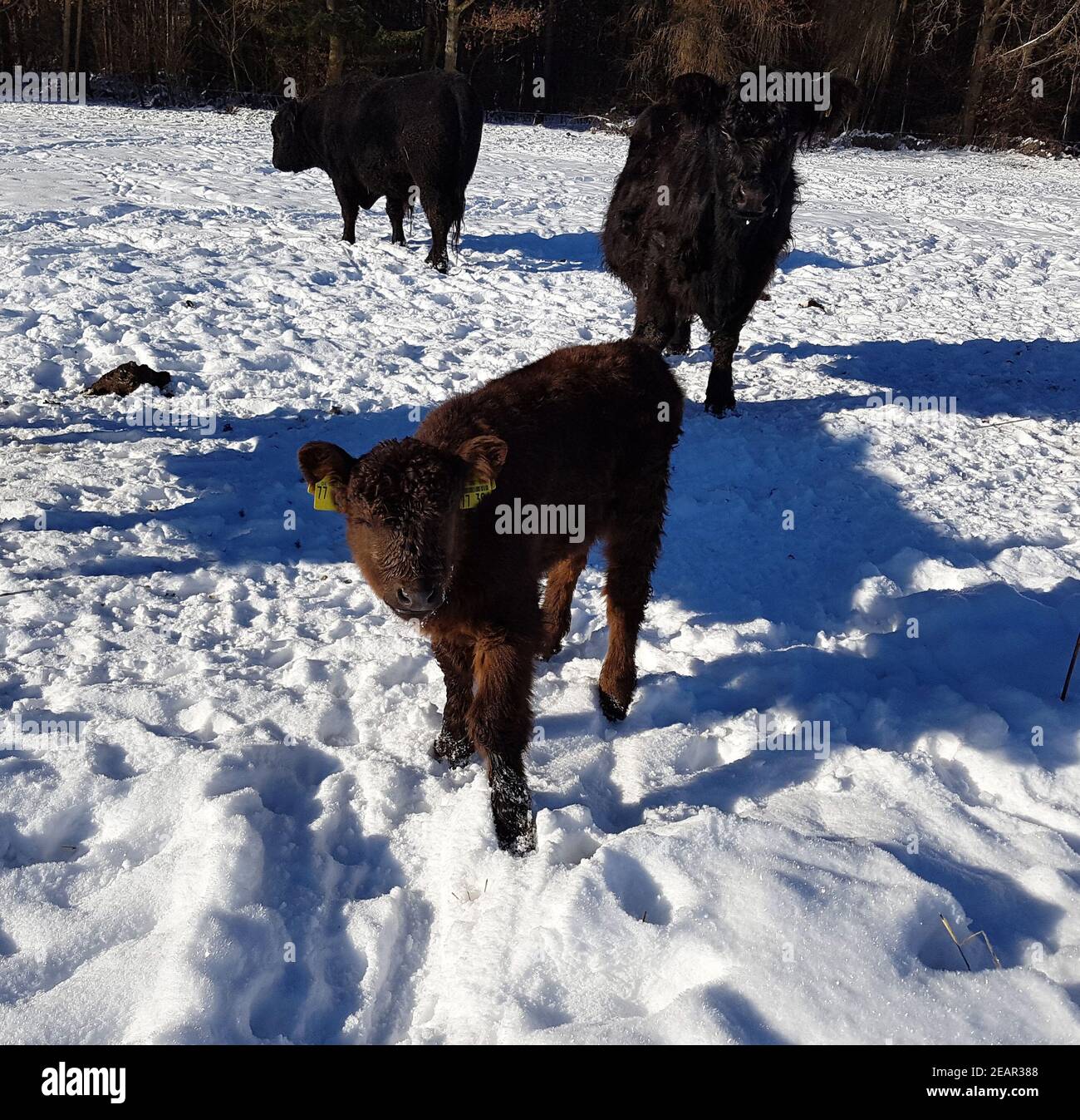 Galloway domestic hi-res stock photography and images - Alamy