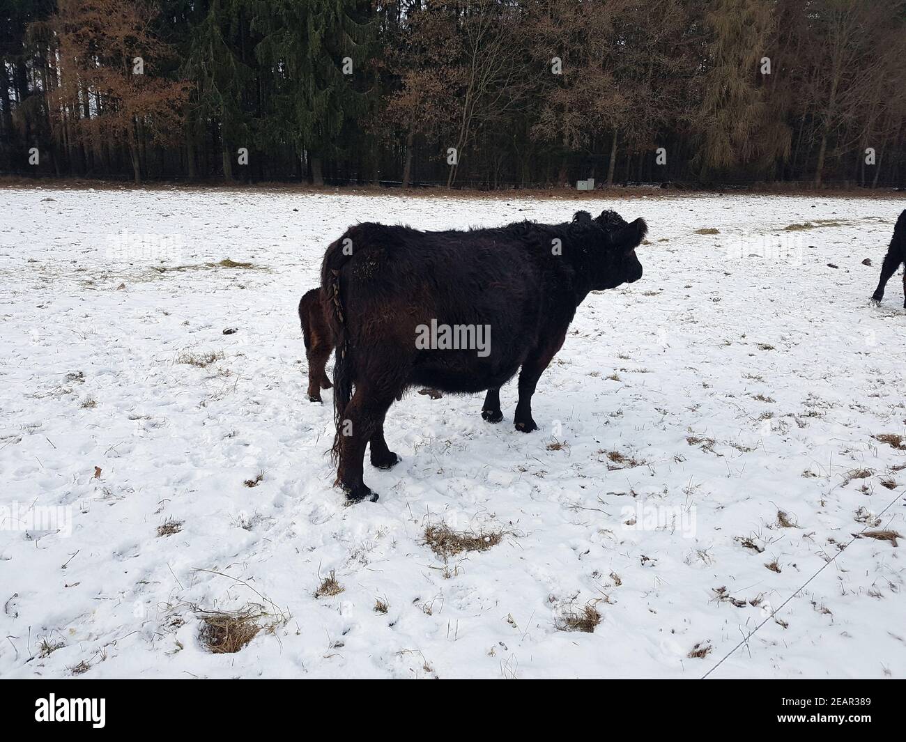 Galloways, Rinder, Winter Stock Photo - Alamy