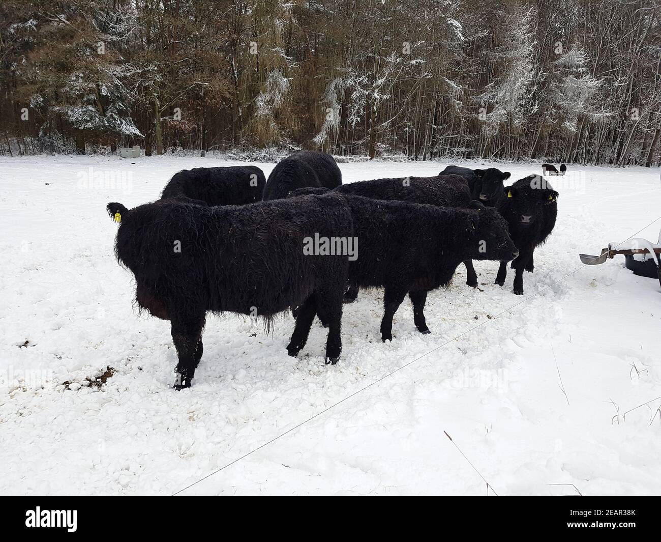 Galloways, Rinder, Winter Stock Photo - Alamy