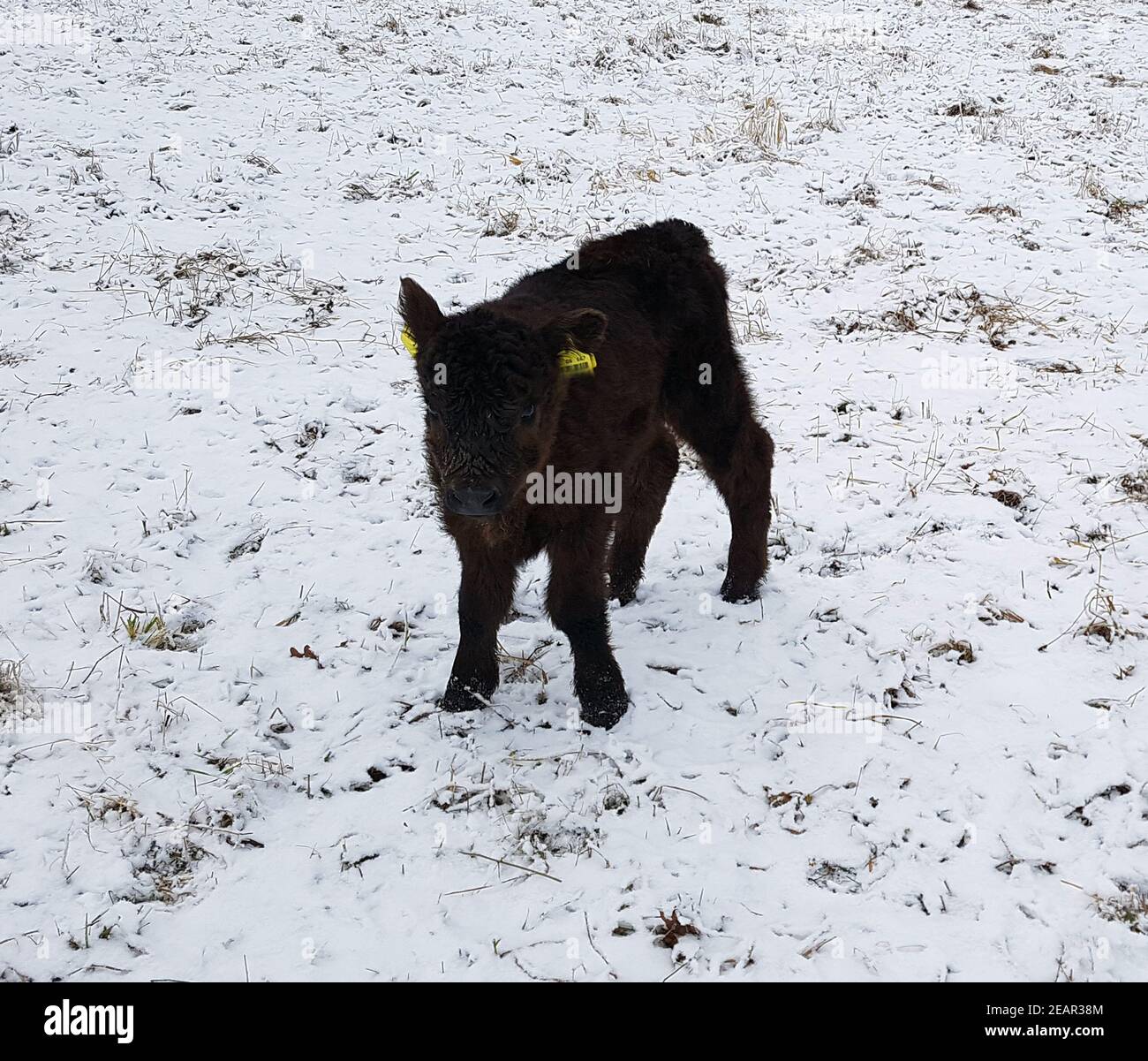 Galloways, Rinder, Winter Stock Photo - Alamy