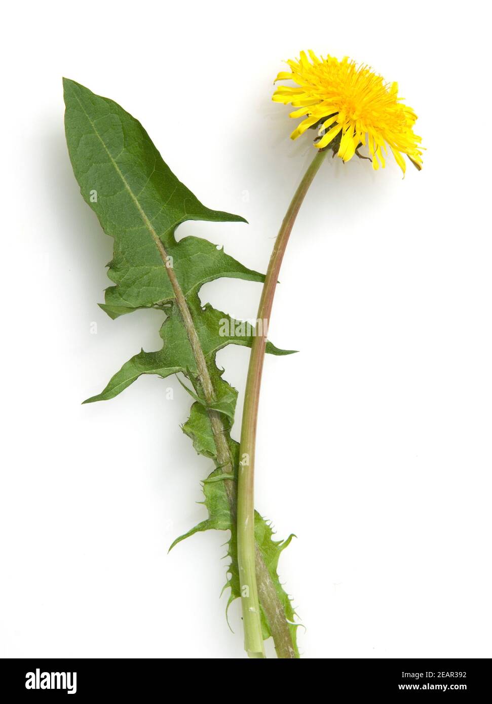 Loewenzahnblueten High Resolution Stock Photography and Images - Alamy