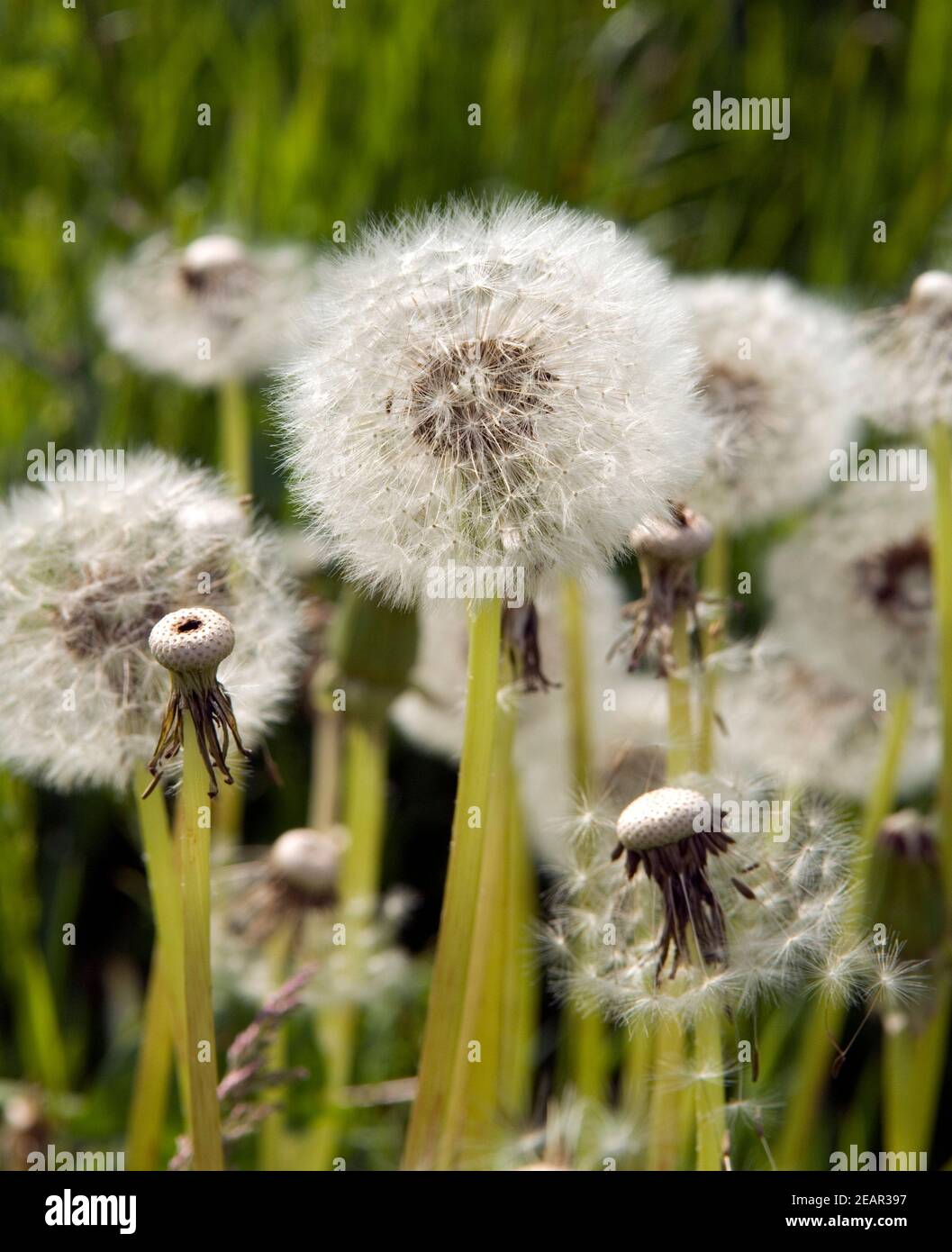 Loewenzahnwurzeln hi-res stock photography and images - Alamy