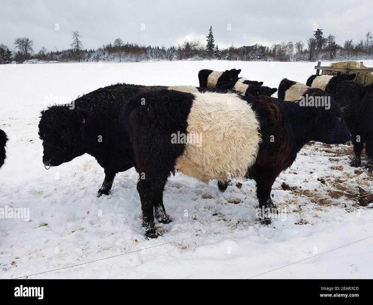 Galloway-Sattelrind, Belted, Galloway, Winter, Schnee Stock Photo - Alamy