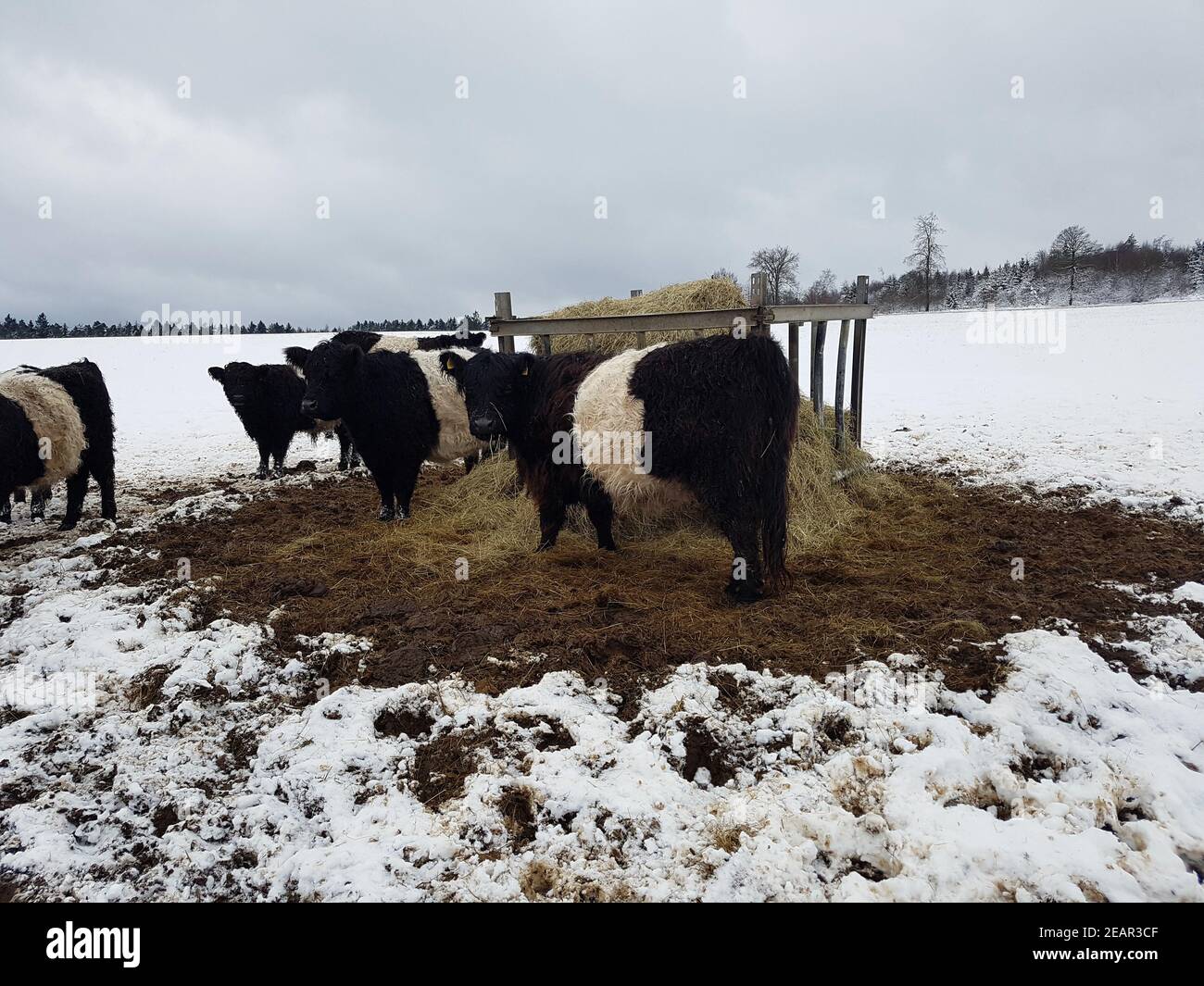 Galloway-Sattelrind, Belted, Galloway, Winter, Schnee Stock Photo - Alamy