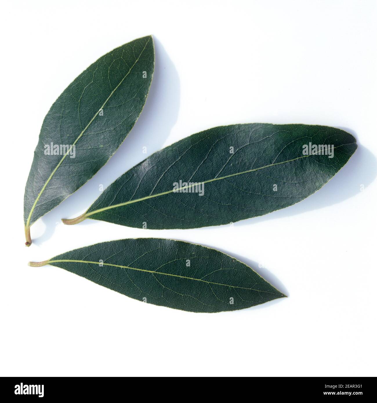 Lorbeer hi-res stock photography and images - Alamy