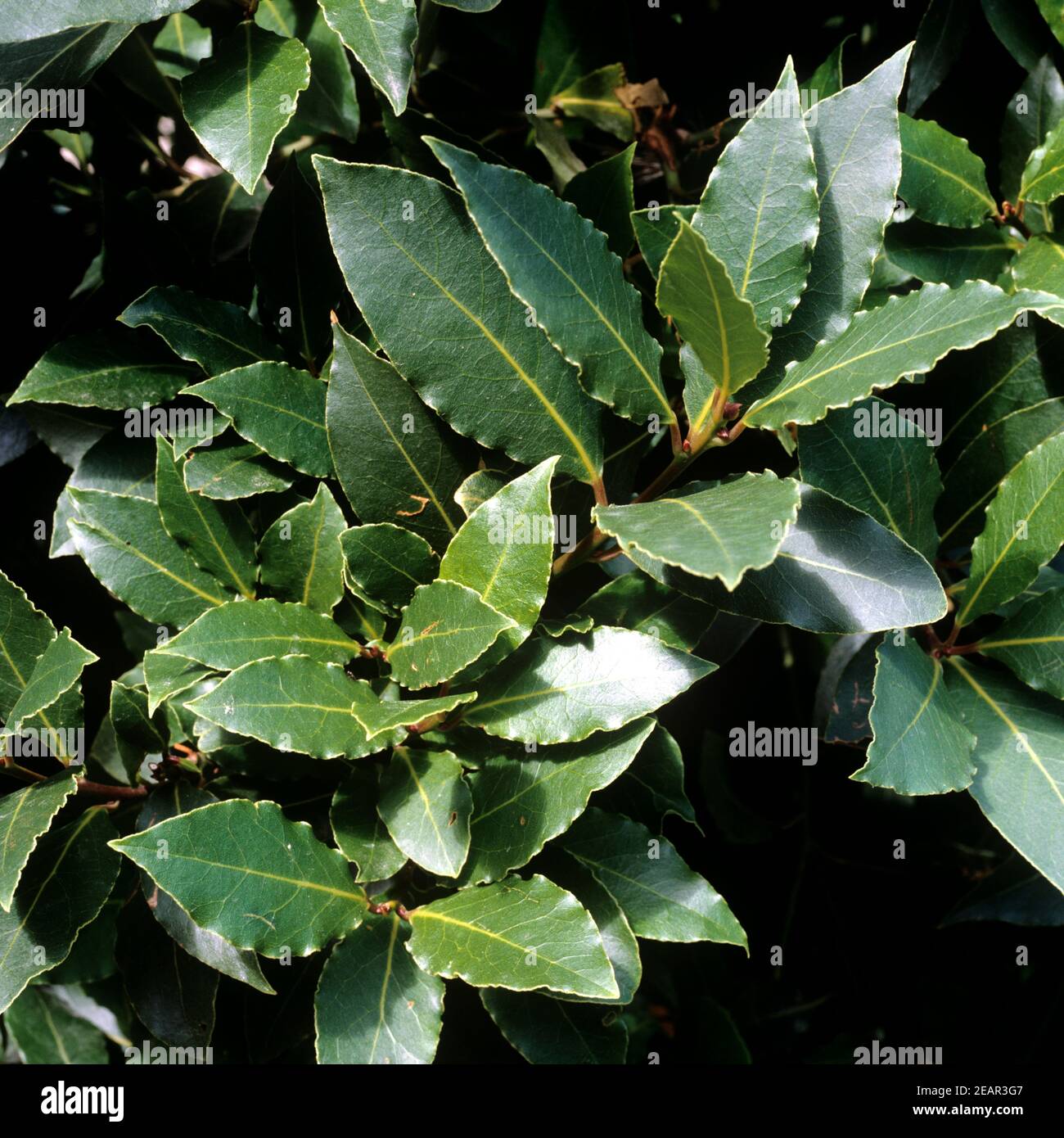 Lorbeer Laurus nobilis Stock Photo - Alamy