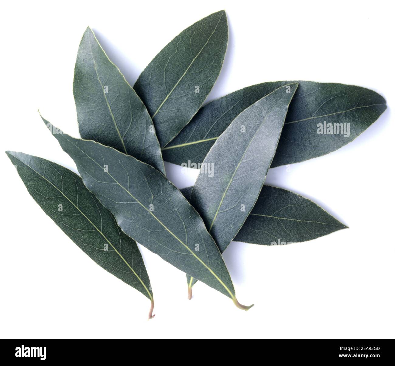 Lorbeer, Laurus nobilis, Lorbeerblatt, Lorbeerblaetter, Heilpflanzen ...