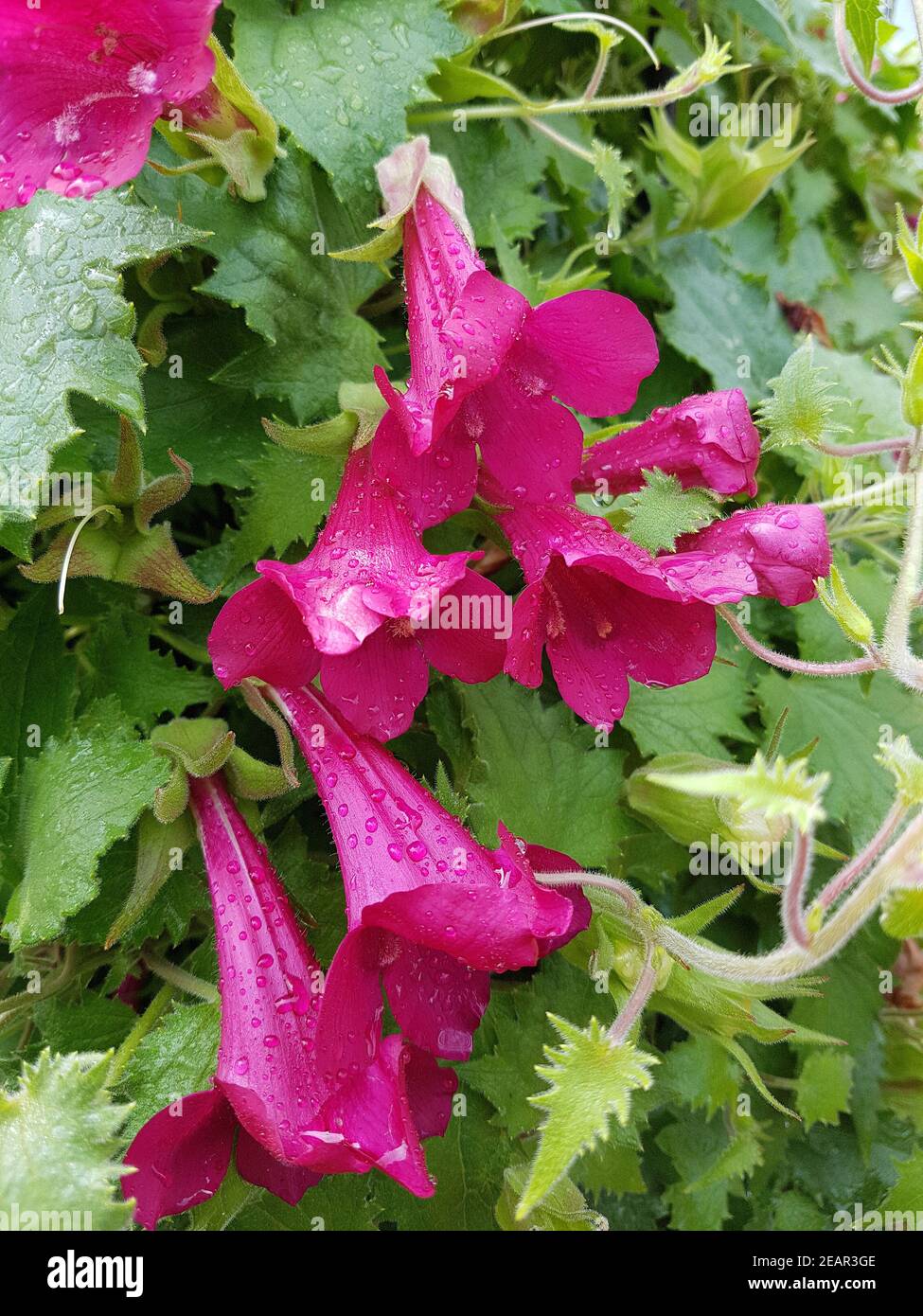 Lofos wine red hi-res stock photography and images - Alamy