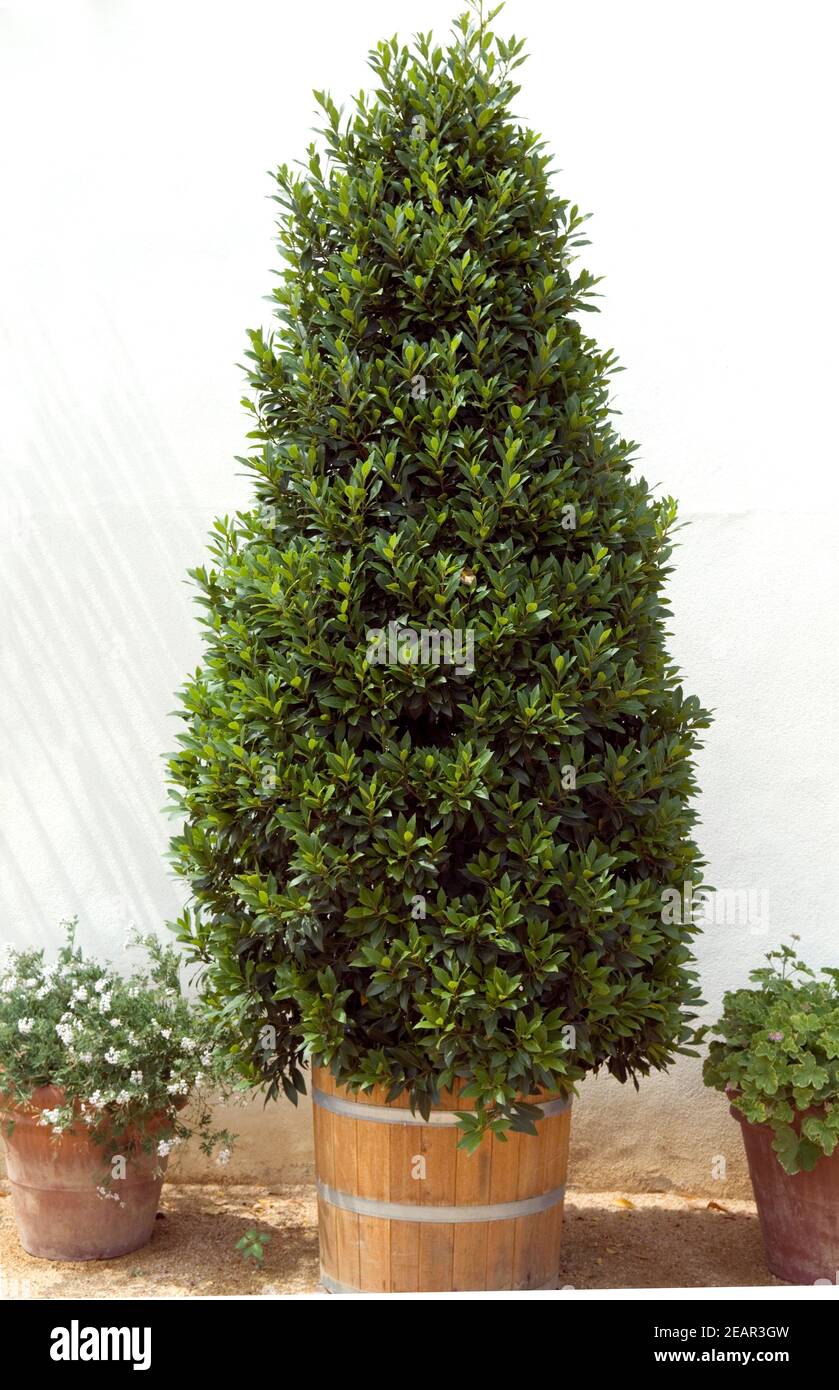 Lorbeer; Laurus nobilis Stock Photo - Alamy