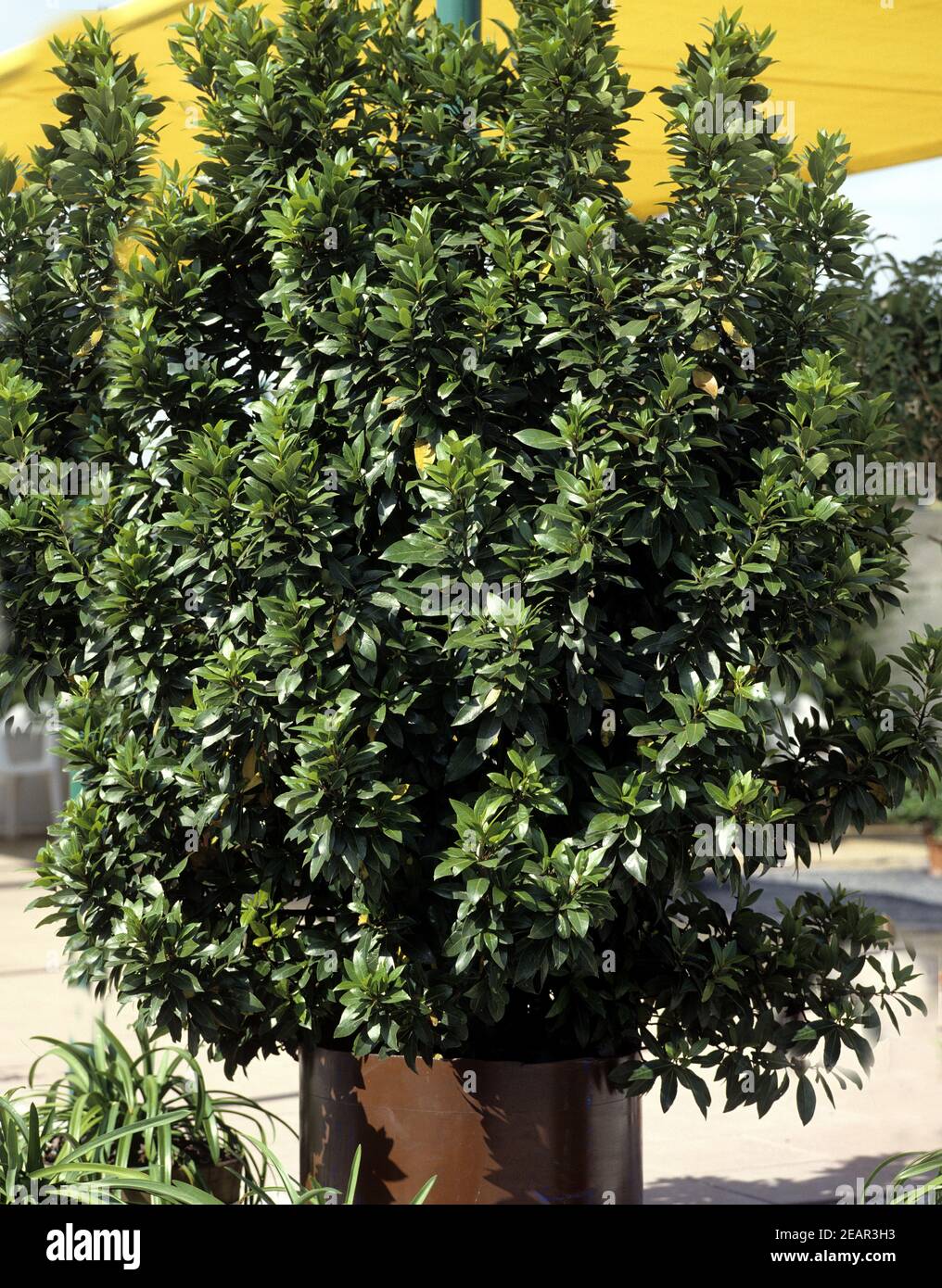 Lorbeer; Laurus nobilis Stock Photo - Alamy