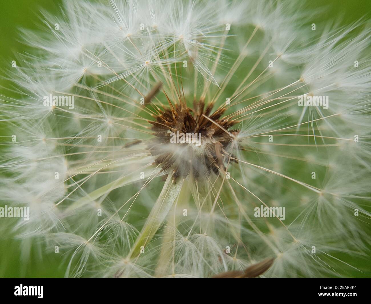 Loewenzahn Taraxacum officinale Pusteblume Stock Photo - Alamy
