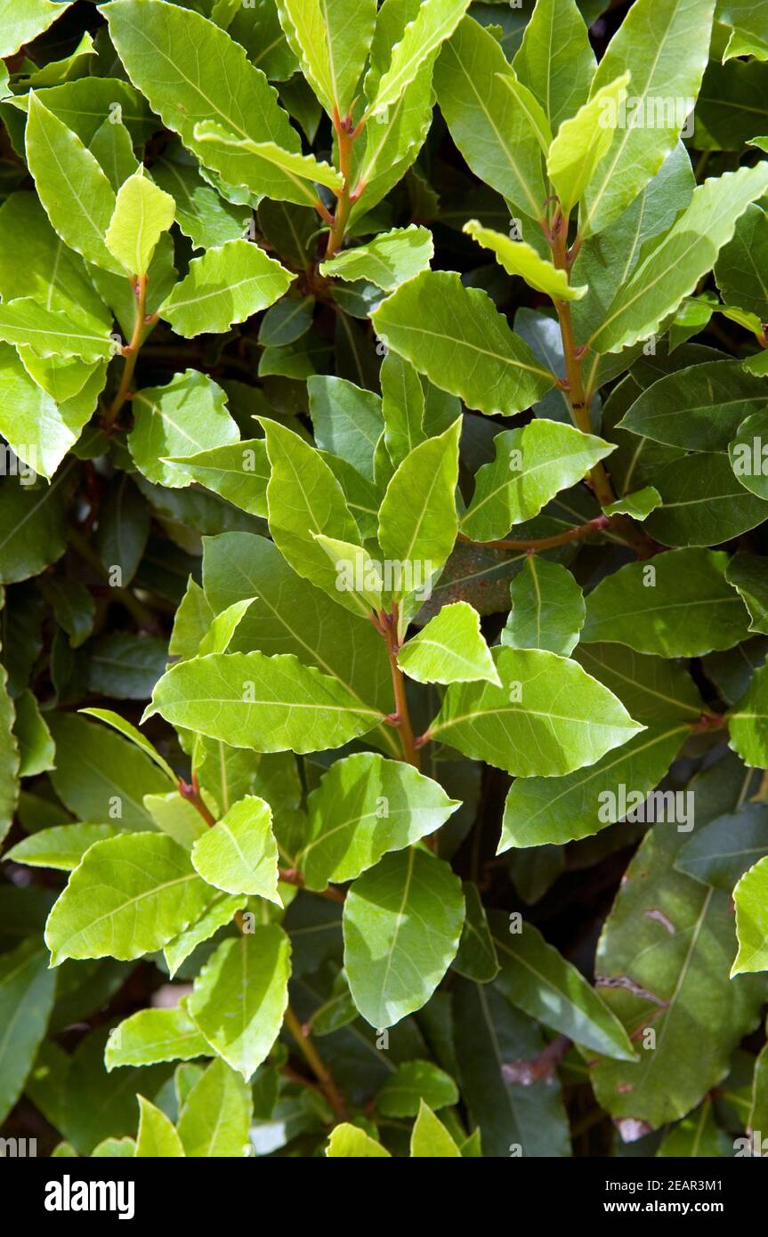 Lorbeerast hi-res stock photography and images - Alamy