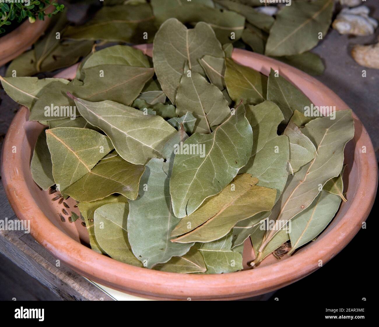 Lorbeer baeume hi-res stock photography and images - Alamy