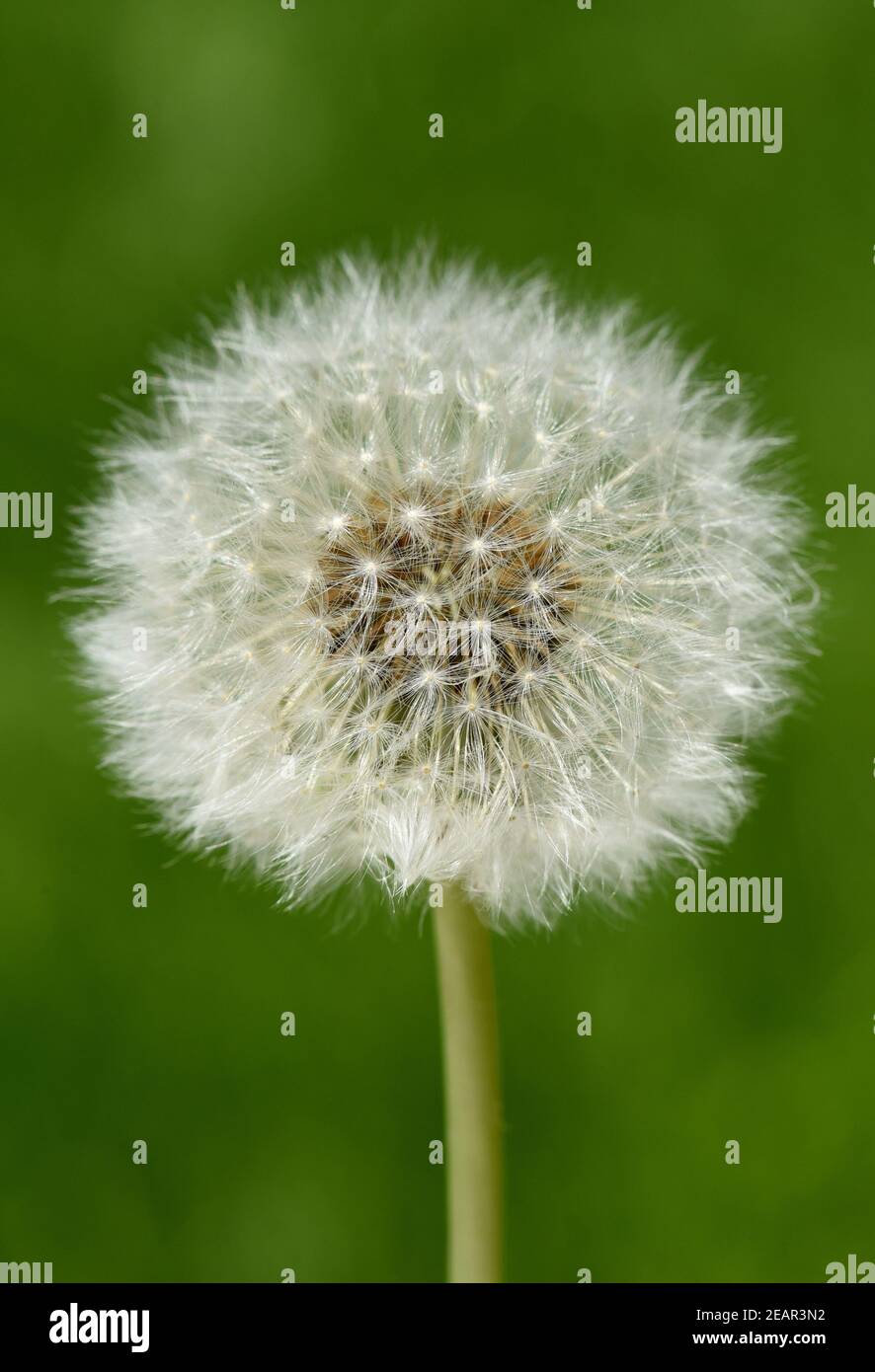 Pusteblume, Samen, Loewenzahn Stock Photo - Alamy