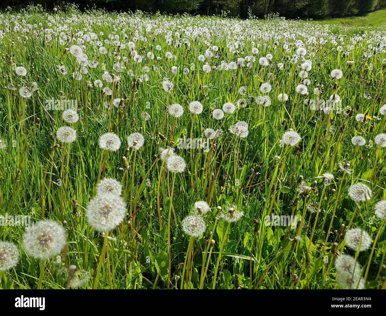 Loewenzahn Taraxacum officinale Pusteblume Stock Photo - Alamy