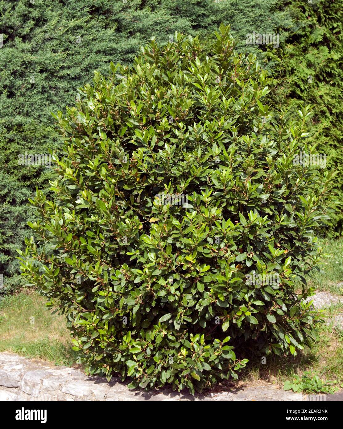 Lorbeerbusch hi-res stock photography and images - Alamy