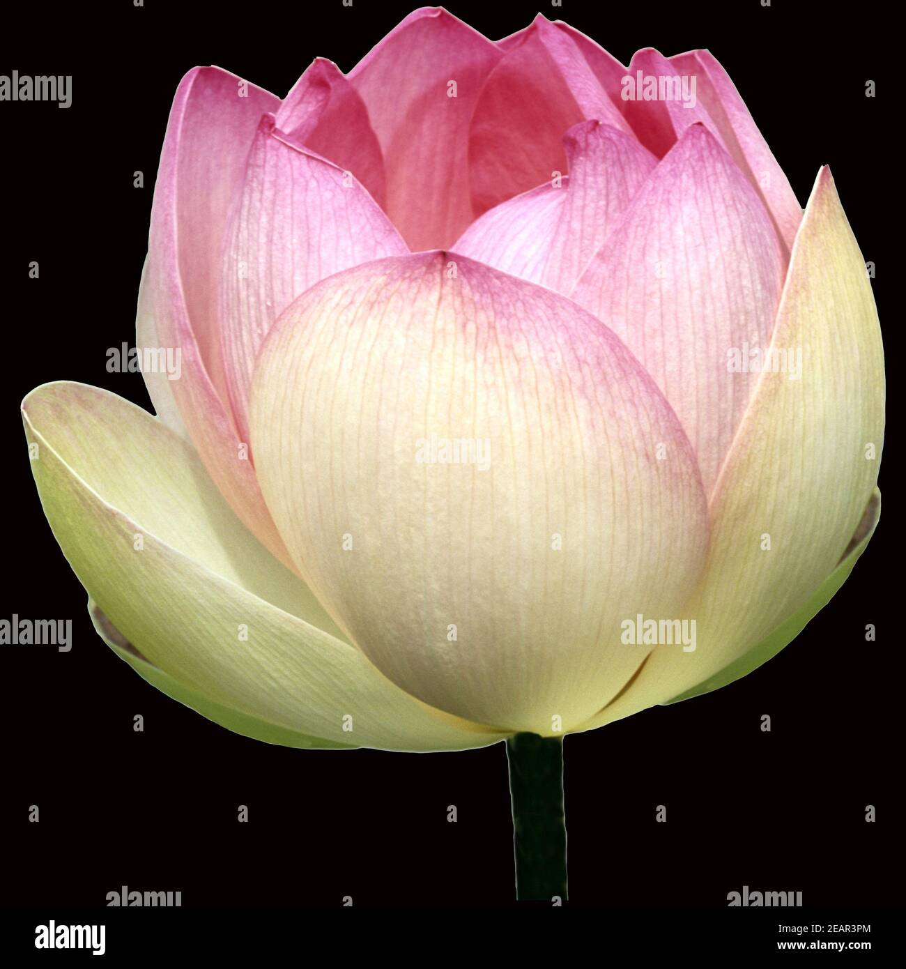 Lotosblume; Lotusblume; Indische; Lotus nucifera Stock Photo - Alamy