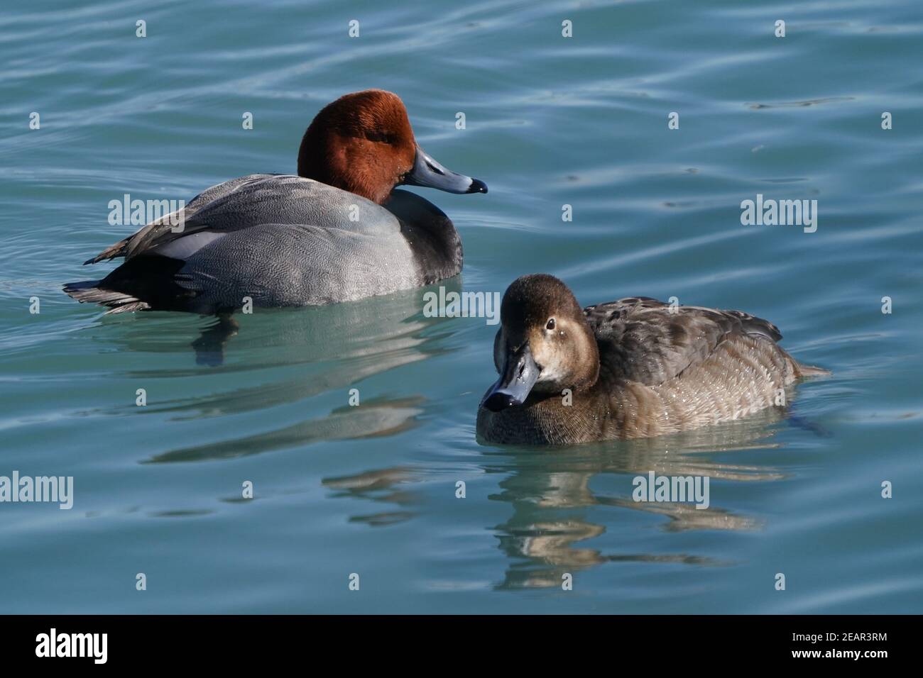 Redhead ducks in flight hi-res stock photography and images - Alamy