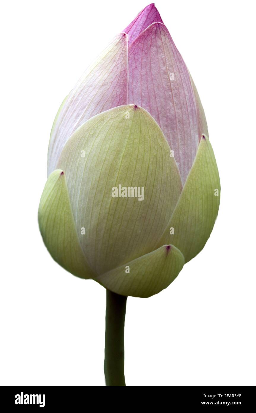 Lotosblume; Lotusblume; Indische; Lotus nucifera Stock Photo - Alamy