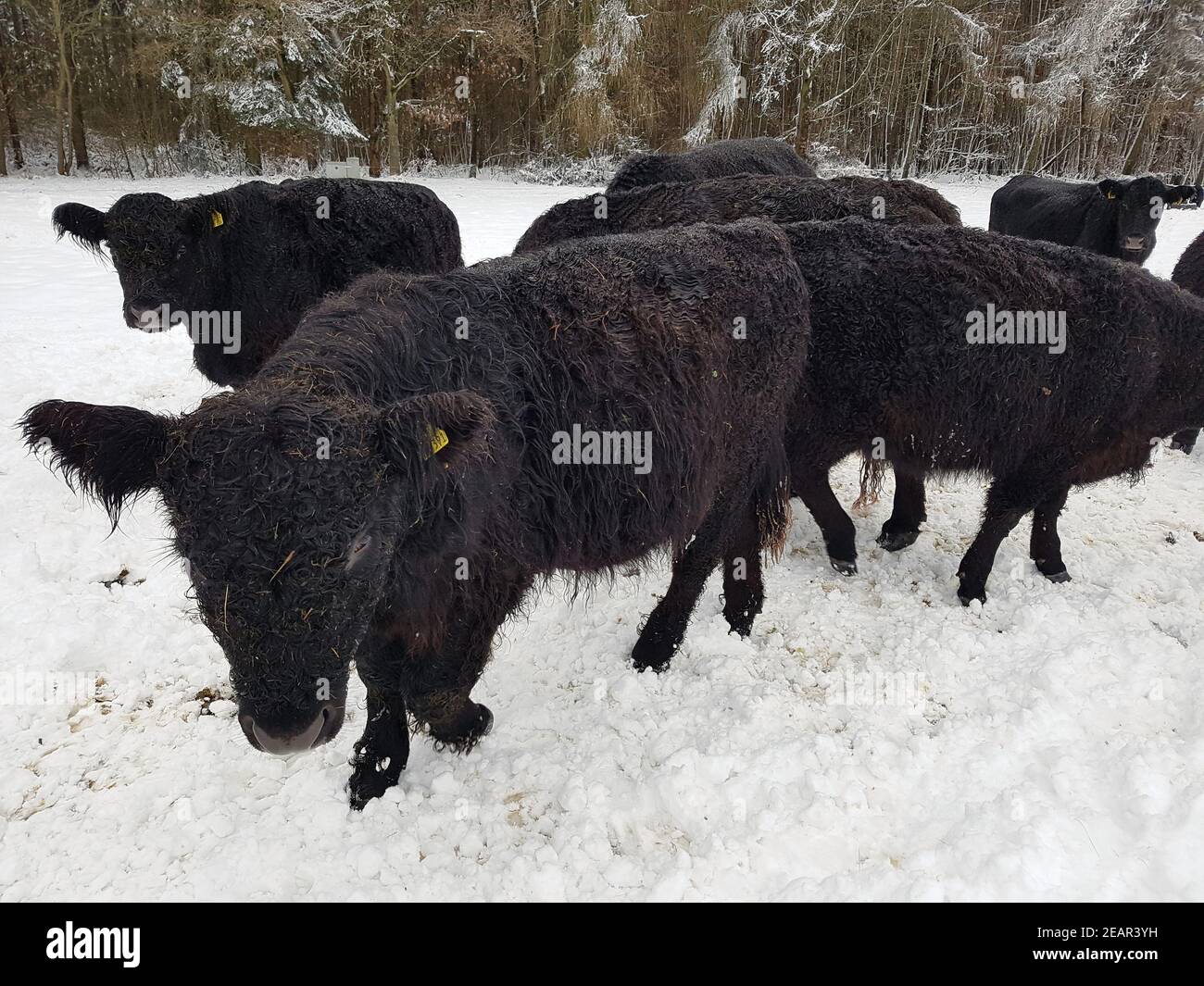 Galloways, Rinder, Winter Stock Photo - Alamy