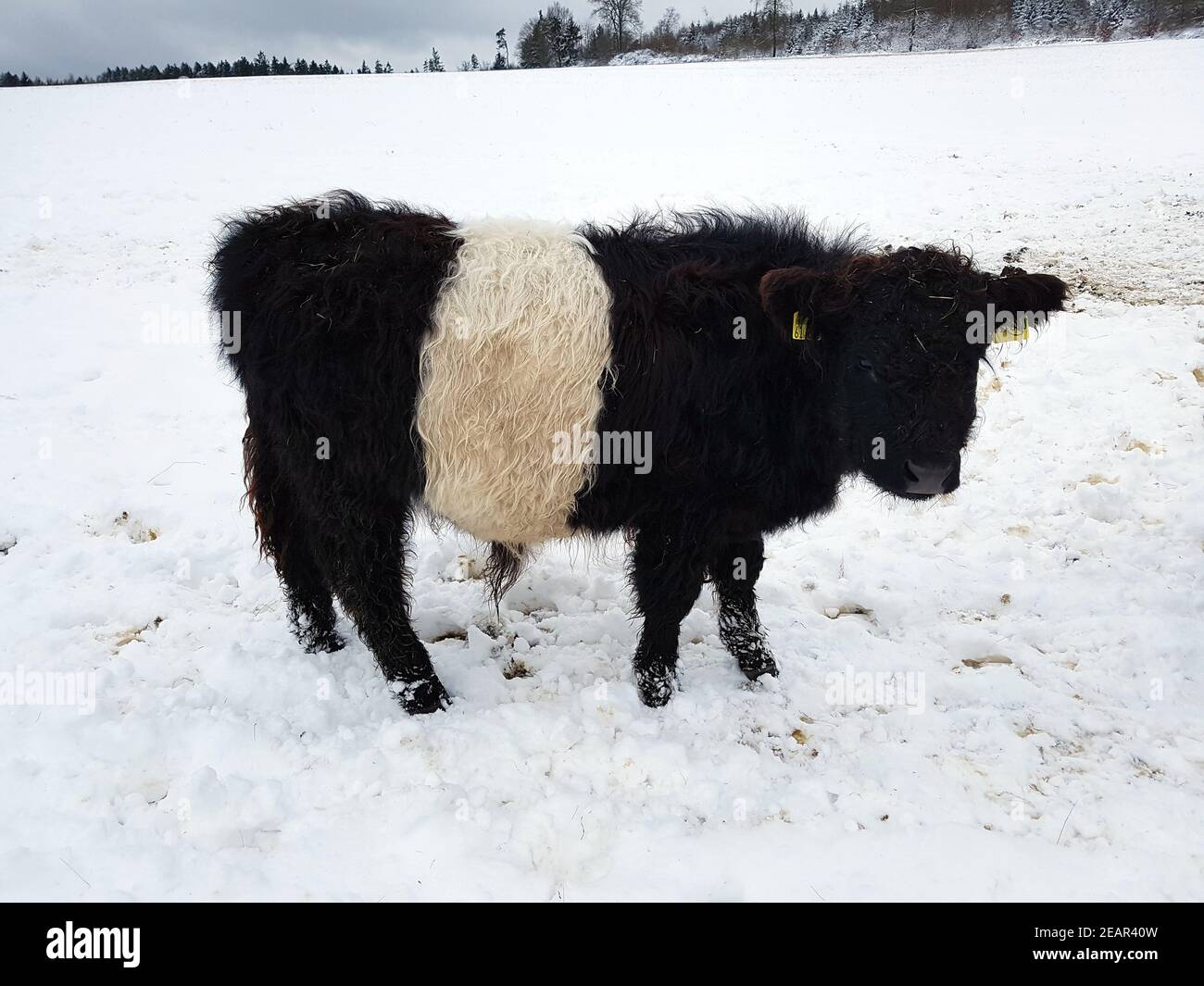 Galloway-Sattelrind, Belted, Galloway, Winter, Schnee Stock Photo - Alamy