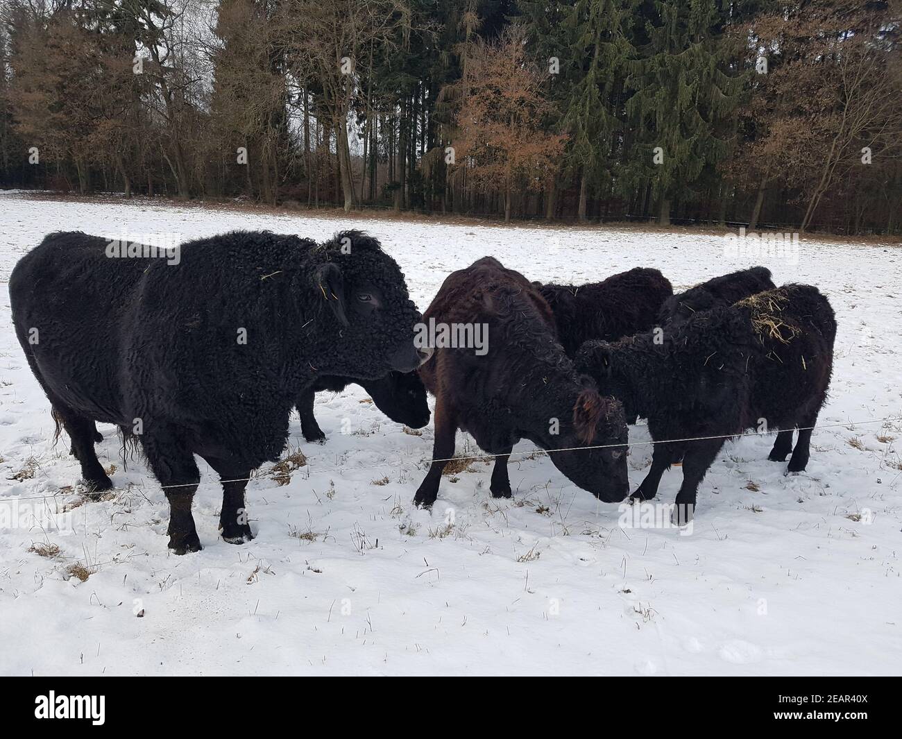 Galloway Rinder High Resolution Stock Photography and Images - Alamy