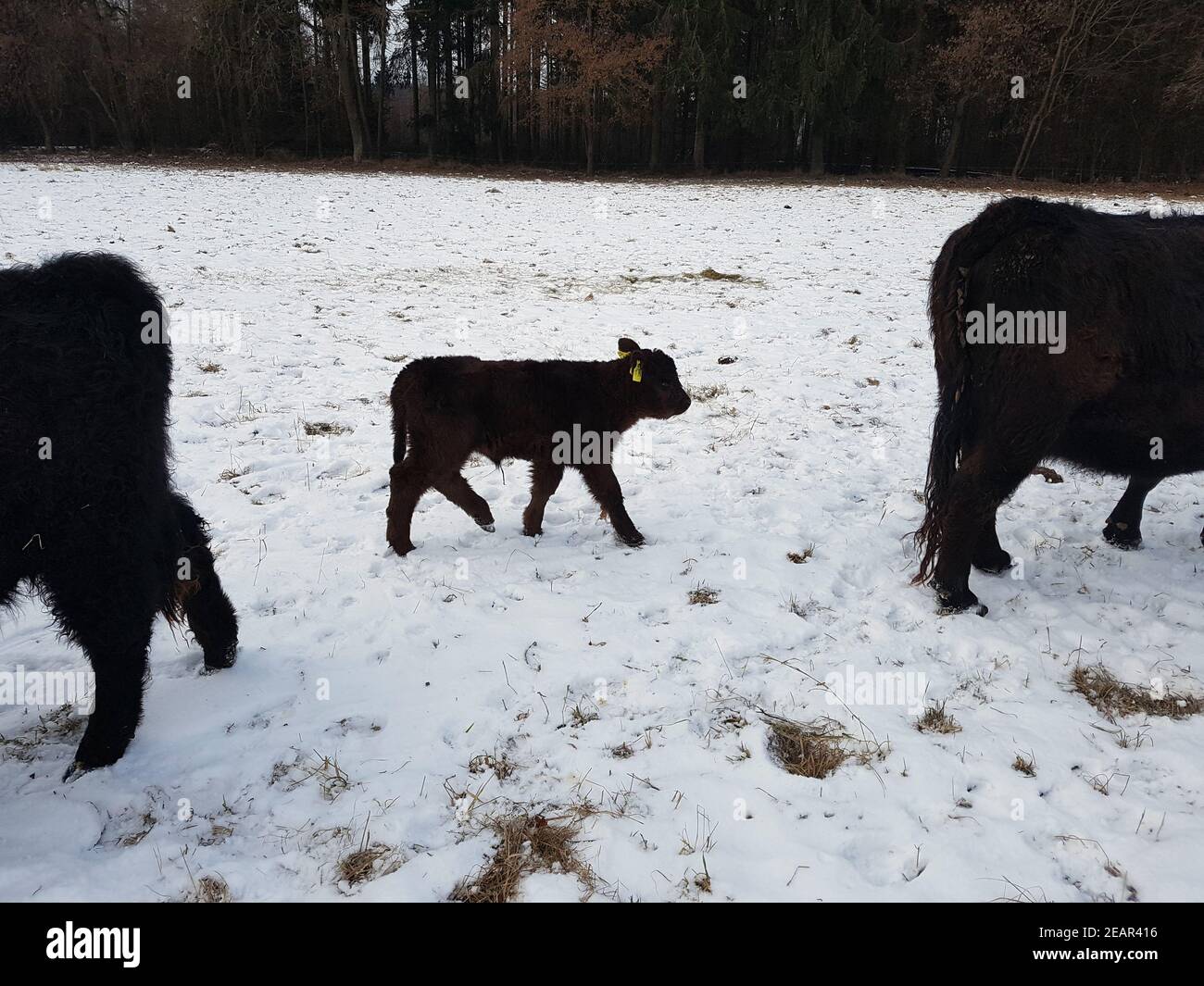 Galloways, Rinder, Winter Stock Photo - Alamy