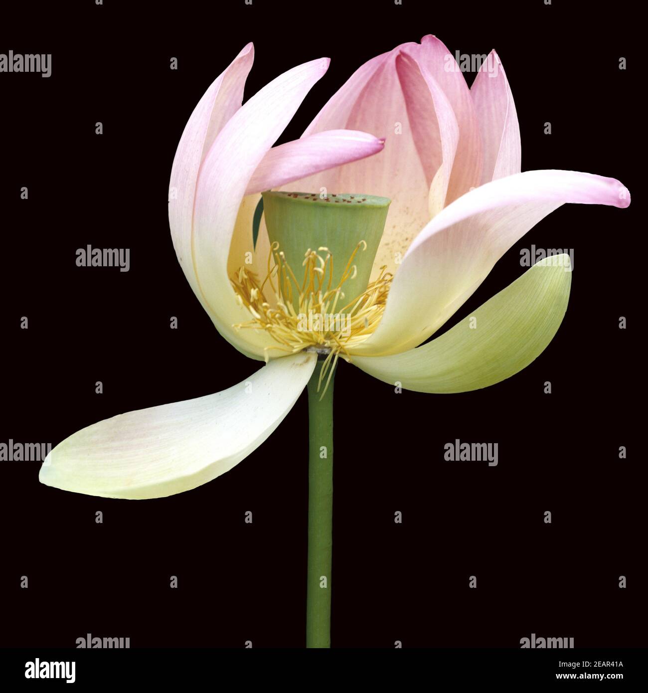 Lotusblumen hi-res stock photography and images - Alamy