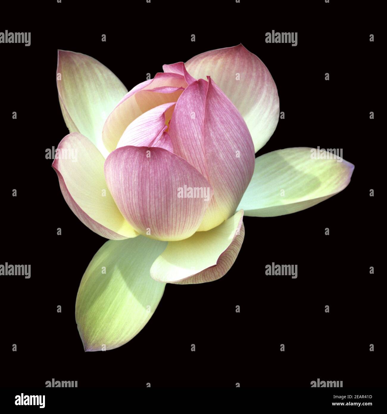 Lotusblumen hi-res stock photography and images - Alamy