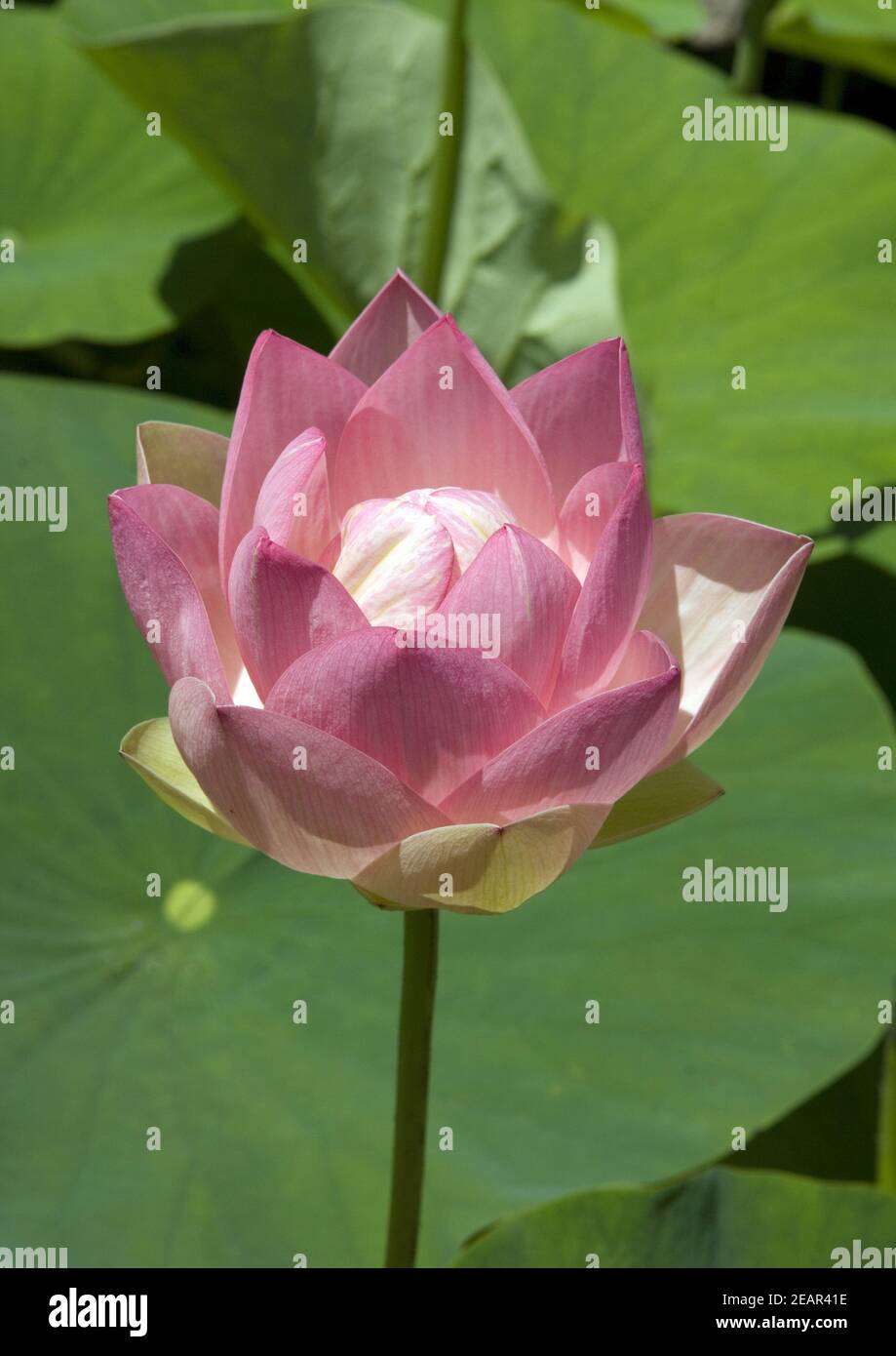 Heilige lotusblume hi-res stock photography and images - Alamy