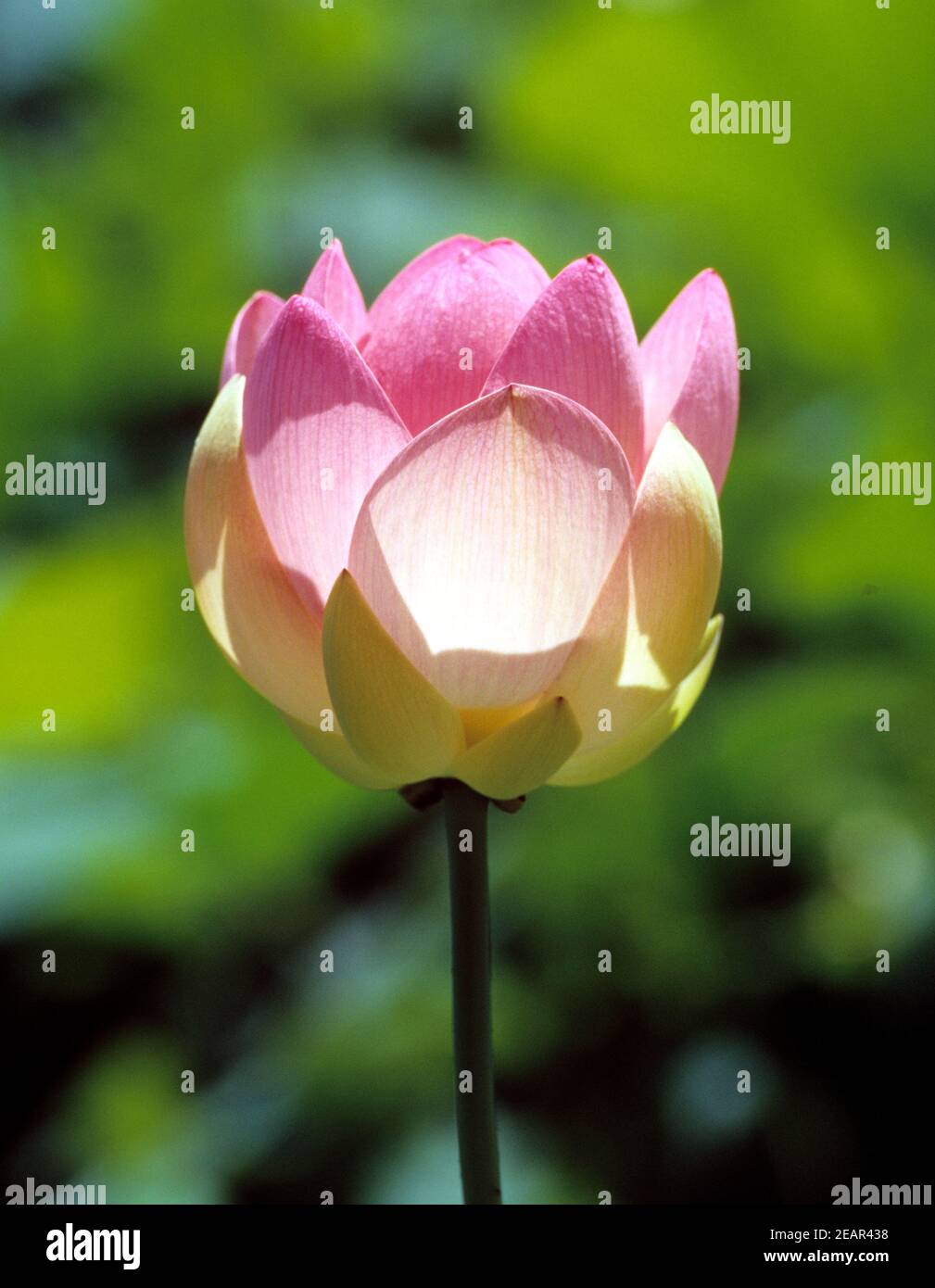Lotusblume; Indische; Lotus nucifera Stock Photo - Alamy