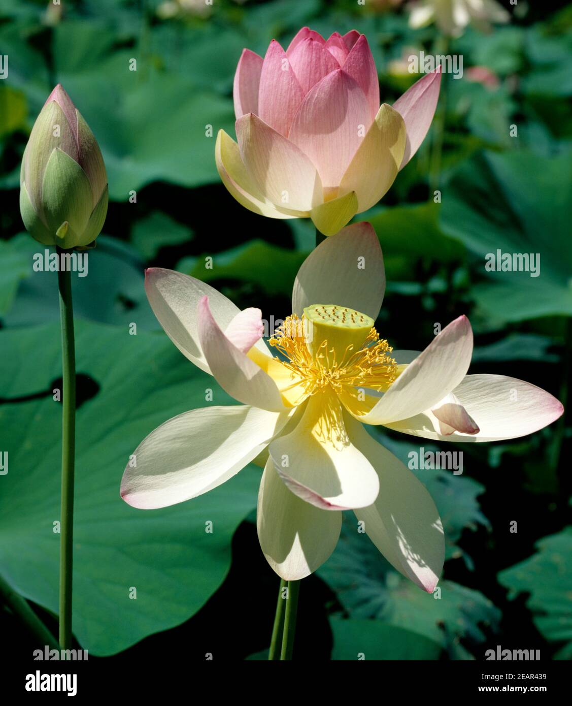 Lotusblume, Indische, Lotus nucifera, Wasserpflanze aus Asien ...