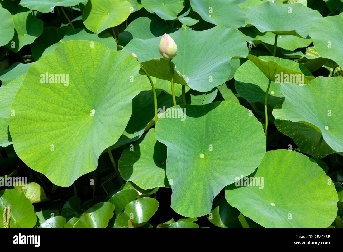 Lotusblume; Indische; Lotus nucifera Stock Photo - Alamy