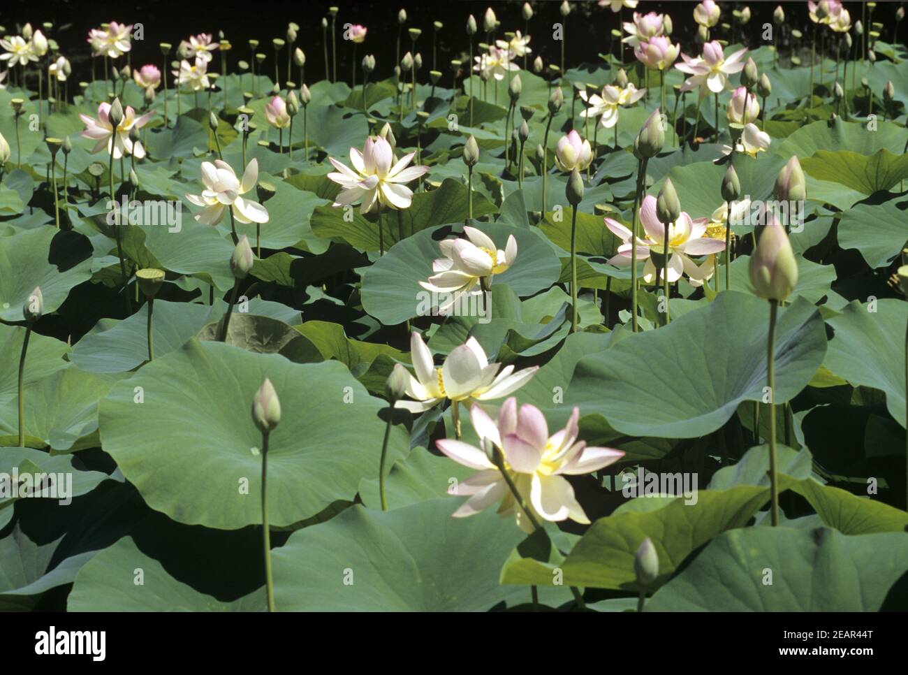 Heilige lotusblume hi-res stock photography and images - Alamy