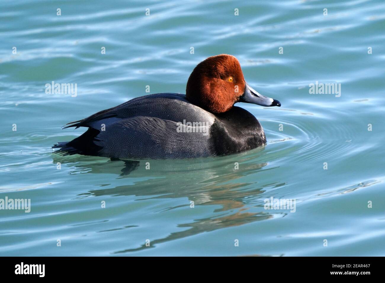 Redhead Ducks at the lake in winter Stock Photo - Alamy