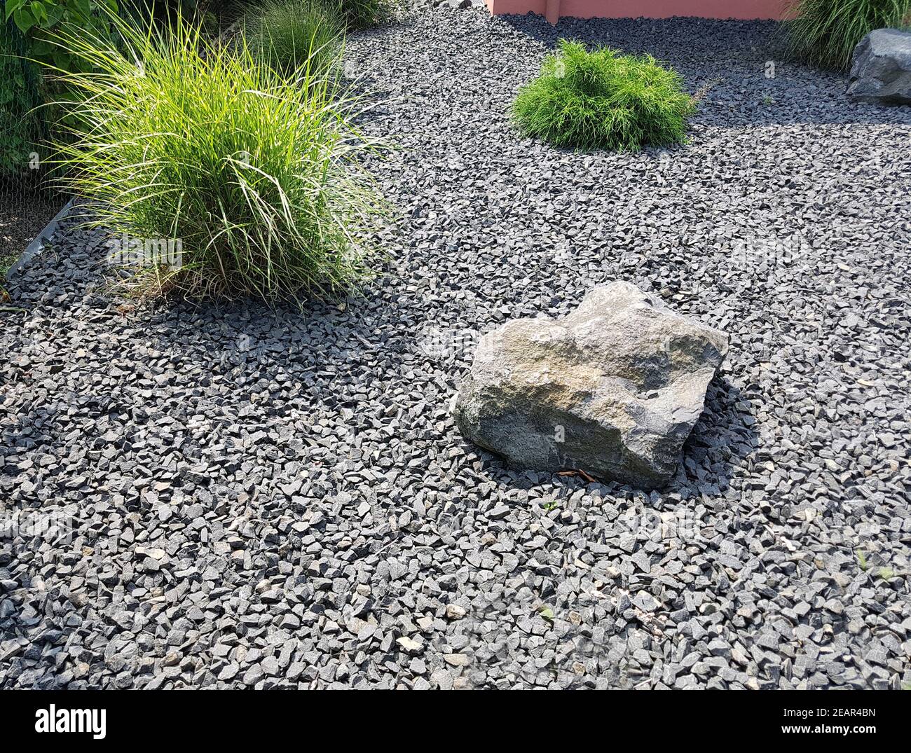 Zebraschilfgras, Zebragras, Miscanthus, sinensis, Zebrinus Stock Photo ...