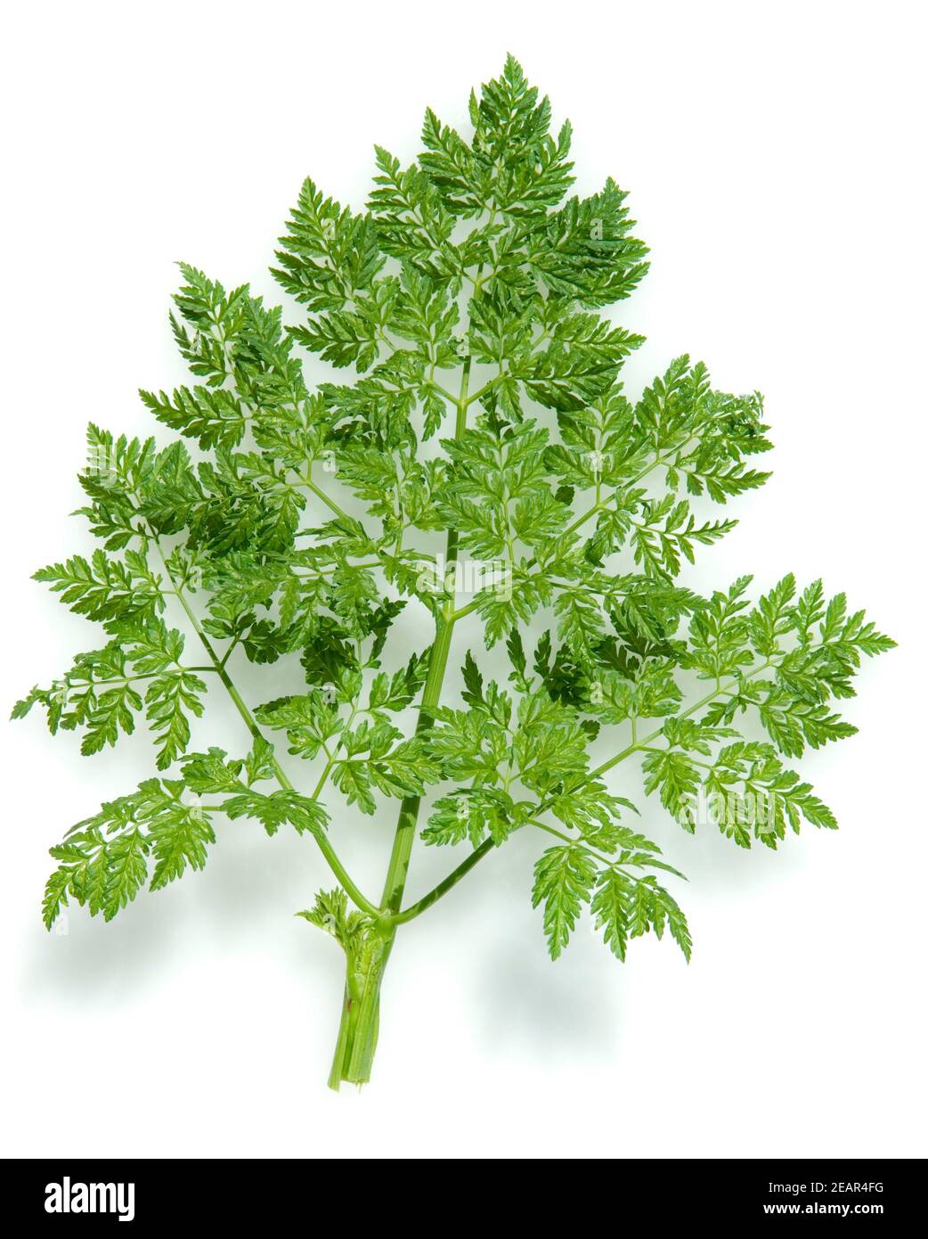 Schierling hi-res stock photography and images - Alamy