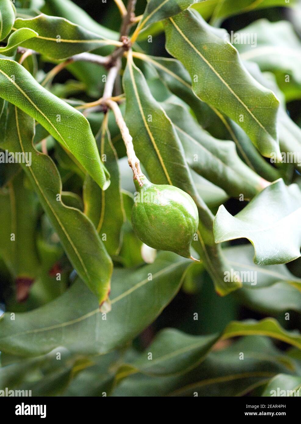 Macadamia macadamianuss macadamia nuss hi-res stock photography and ...